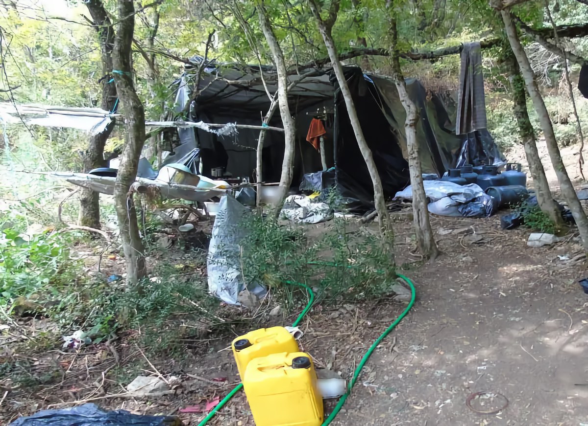 Δείτε βίντεο και φωτογραφίες από την γιγαντιαία φυτεία κάνναβης κοντά ...
